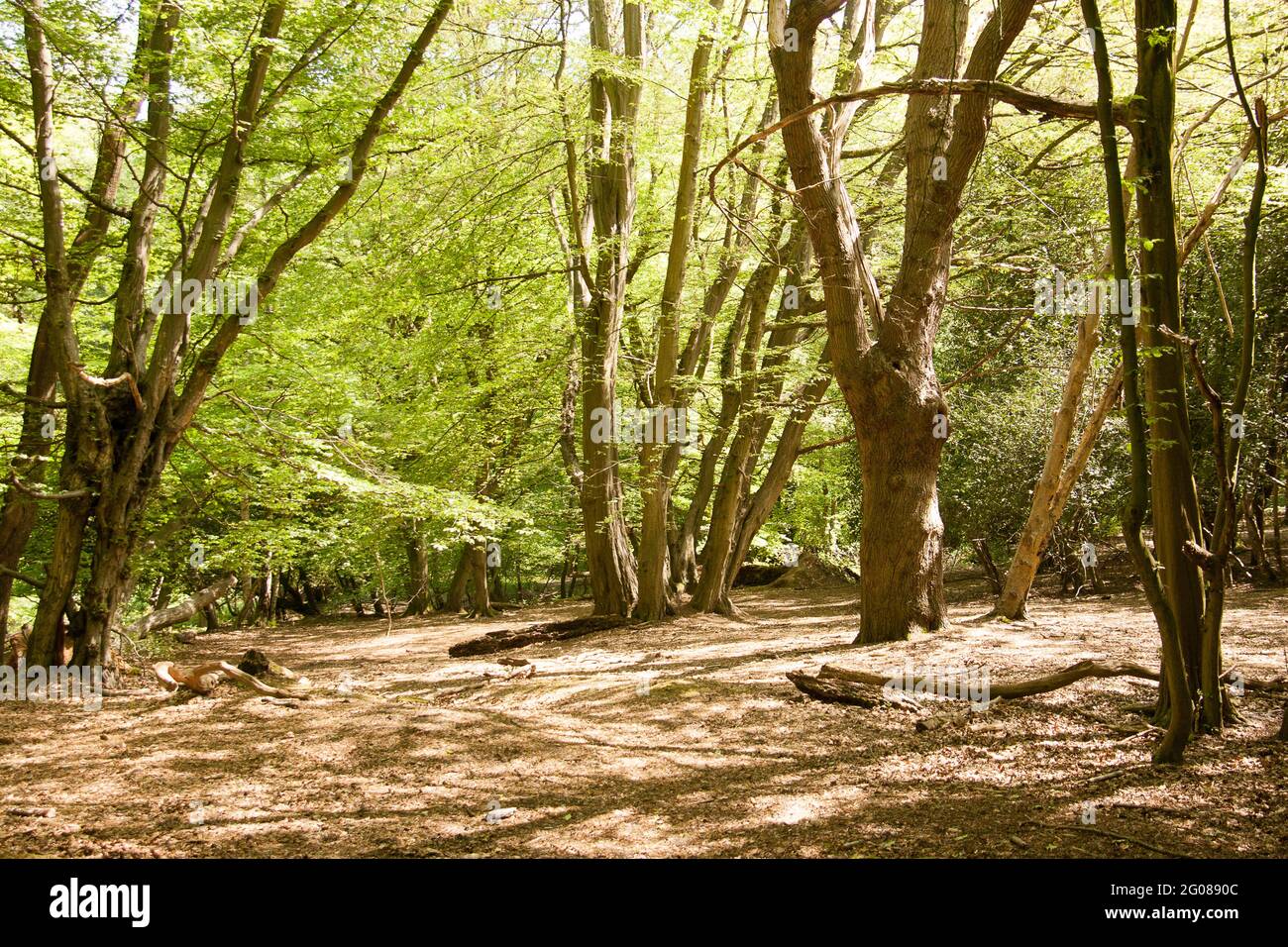 Broardstrood Epping Forest in early summer Stock Photo - Alamy