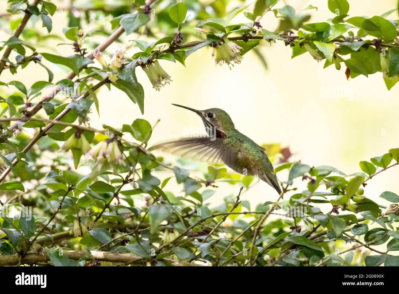 Calliope Hummingbird bird at Vancouver BC Canada Stock Photo - Alamy