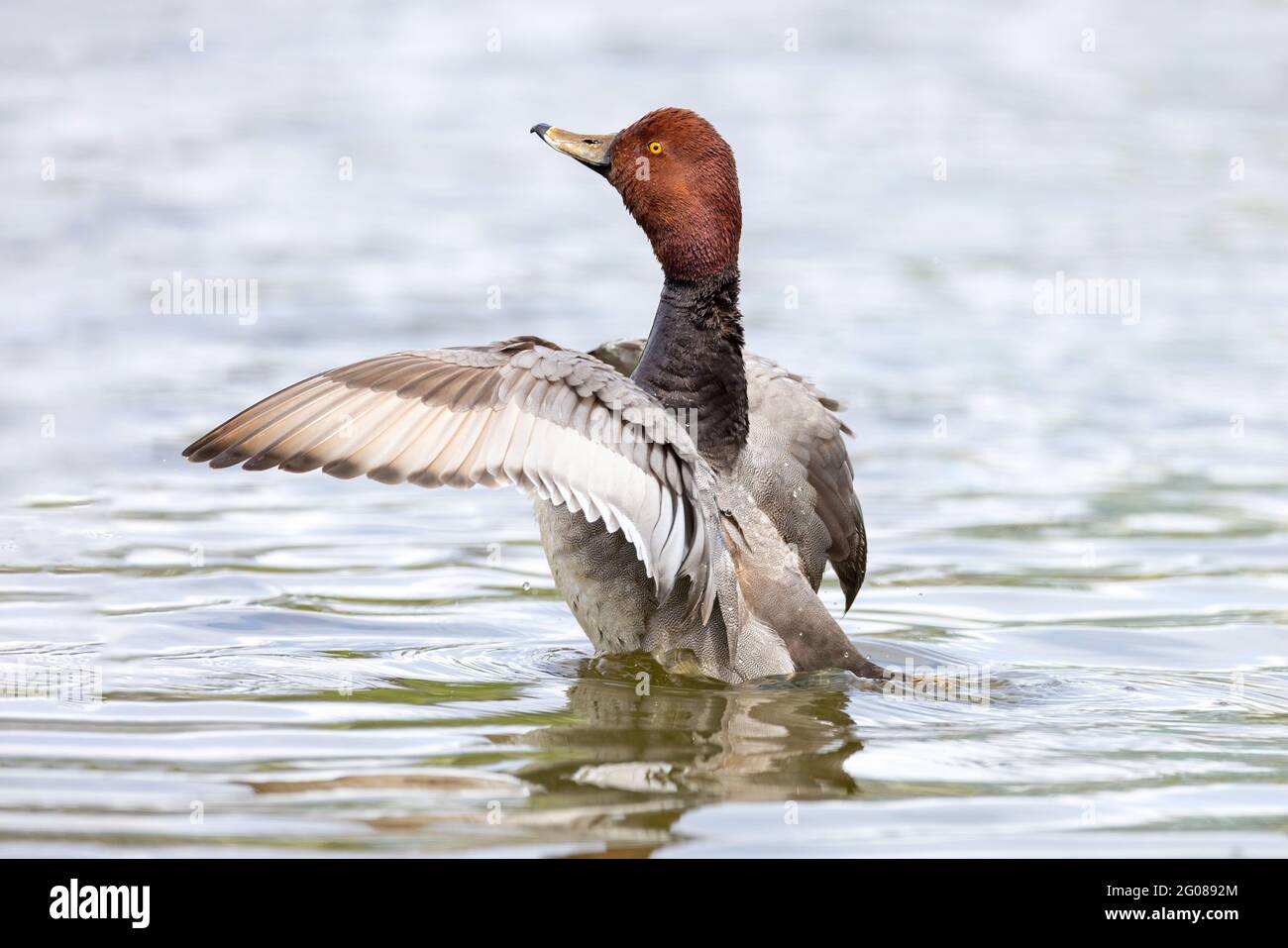 Redhead duck hi-res stock photography and images - Alamy