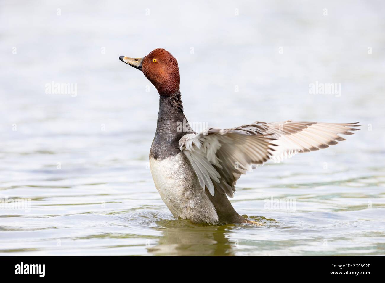 Redhead duck on the lake at Vancouver BC Canada Stock Photo - Alamy