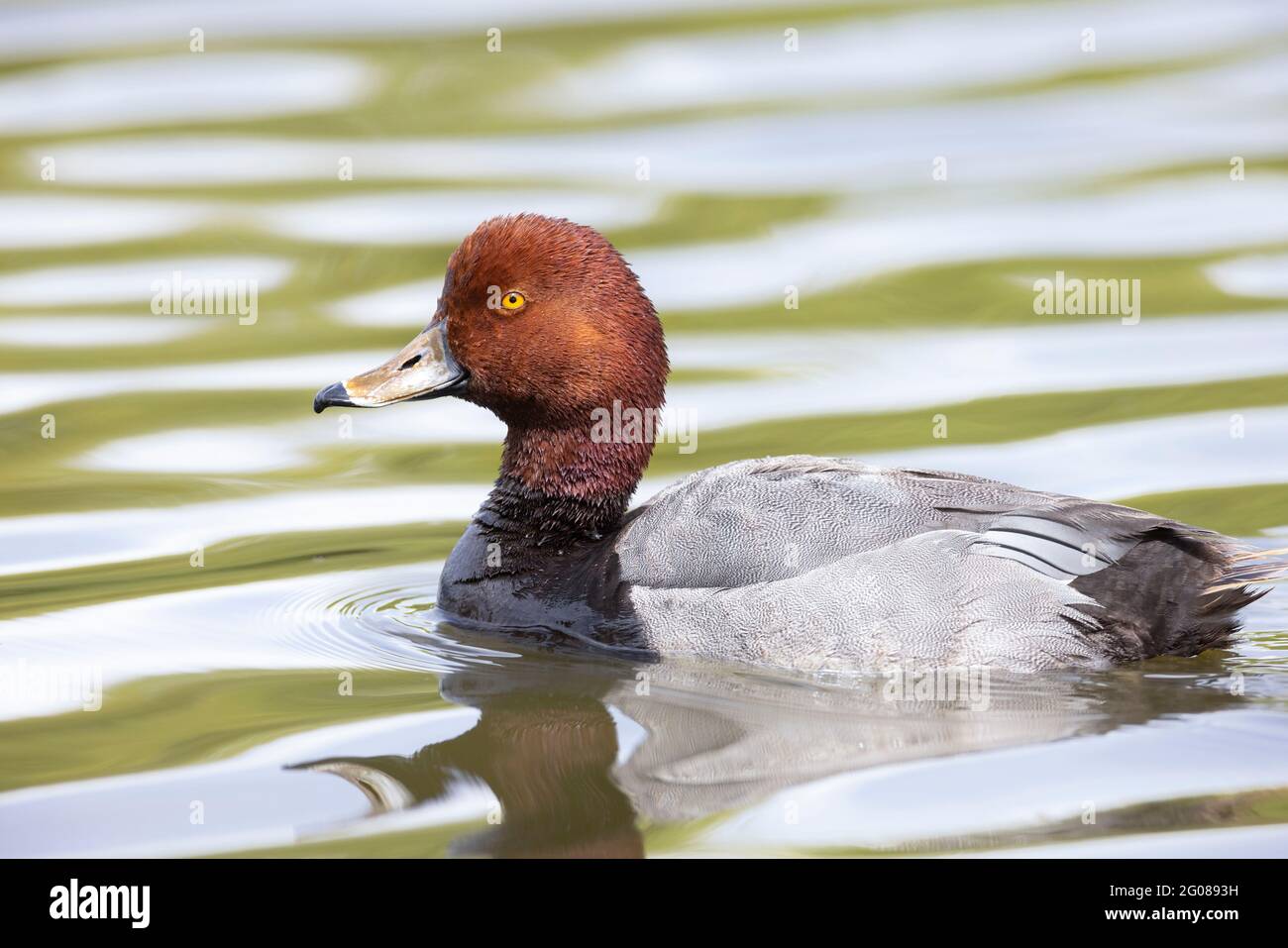 Redhead duck on the lake at Vancouver BC Canada Stock Photo - Alamy