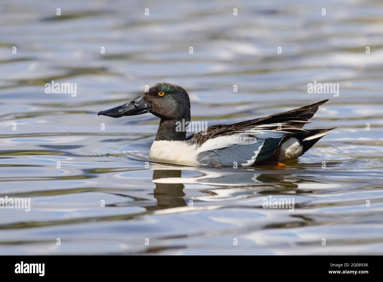 Northern shoveler duck at Vancouver BC Canada Stock Photo - Alamy
