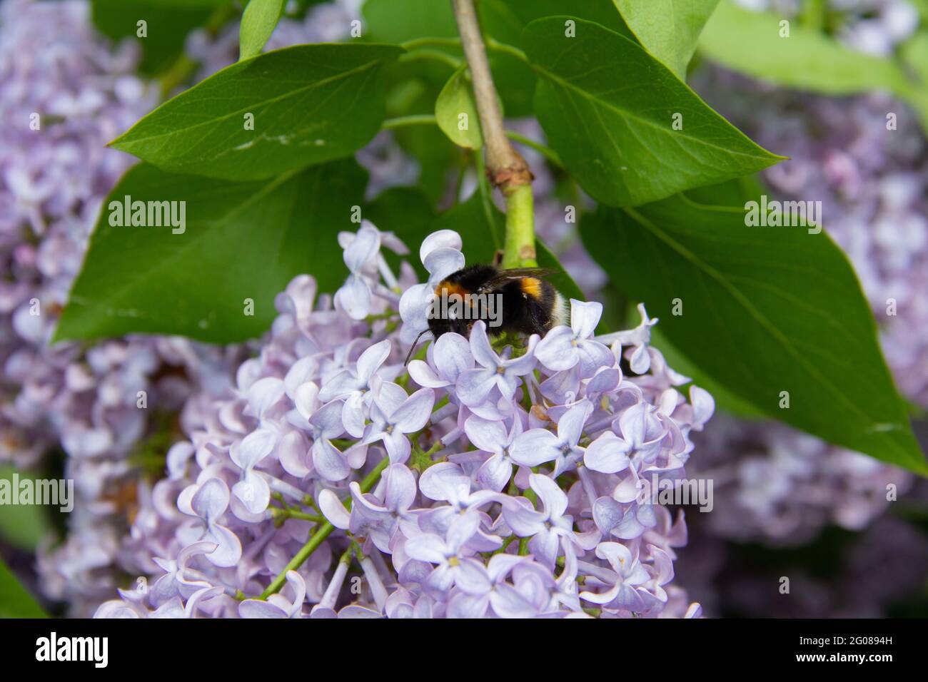 Blue bumblebee bloom blossom hi-res stock photography and images - Alamy