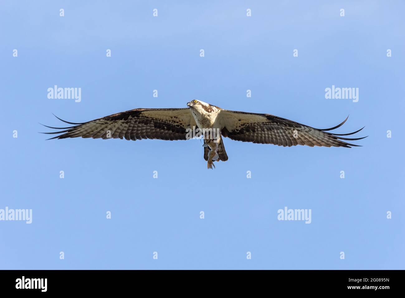 western osprey also called sea hawk at Vancouver BC Canada Stock Photo ...