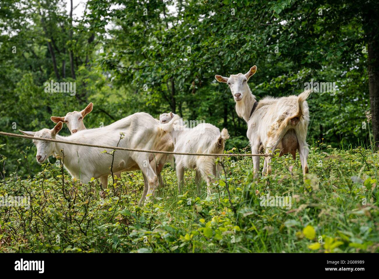 Five goats hi-res stock photography and images - Alamy