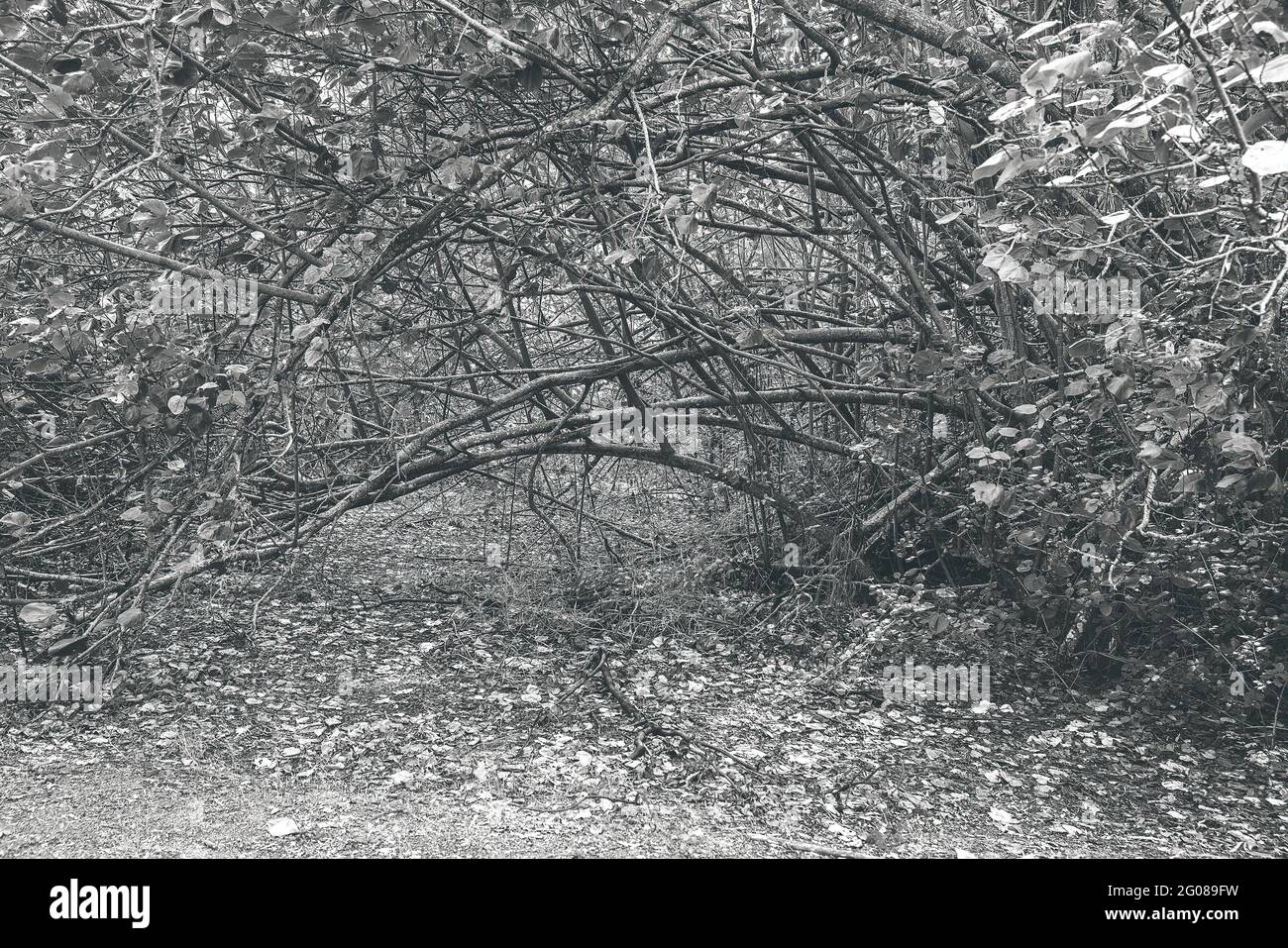 Arches of branches and leaves hi-res stock photography and images - Alamy