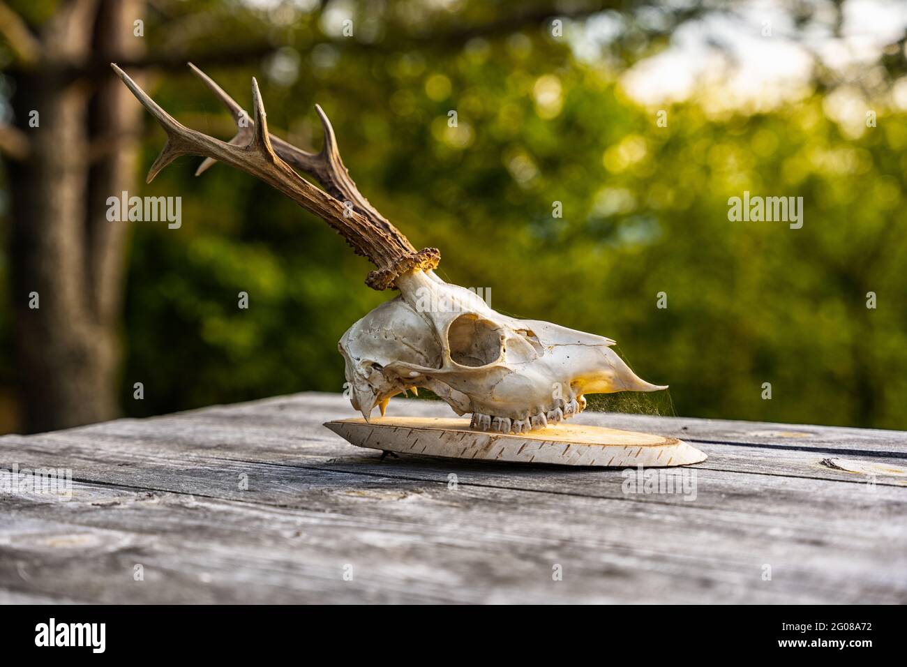 Skull trophy hi-res stock photography and images - Alamy
