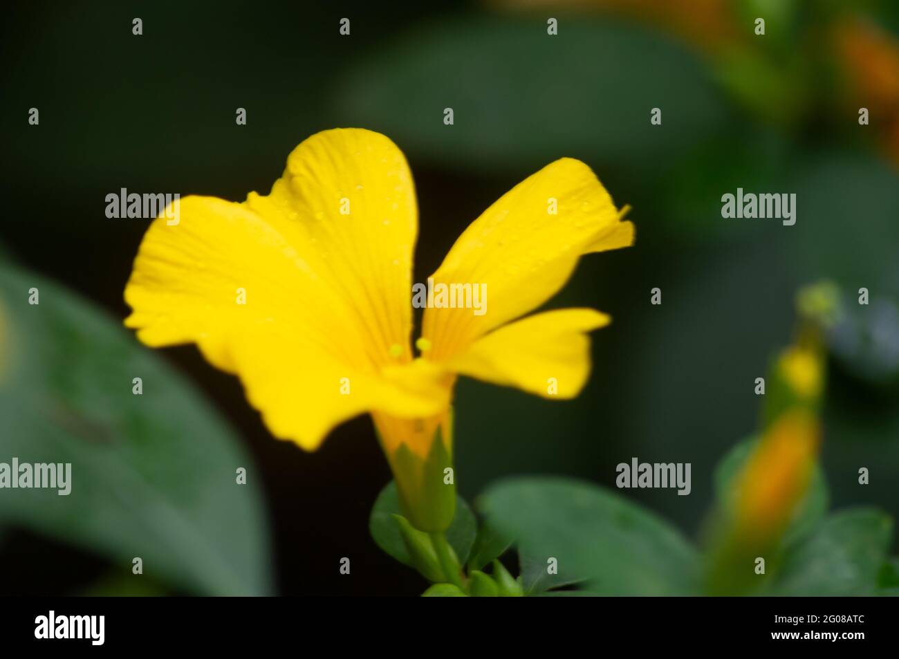 Yellow Flax Flower at Mt Tamborine Botanical Gardens Stock Photo - Alamy