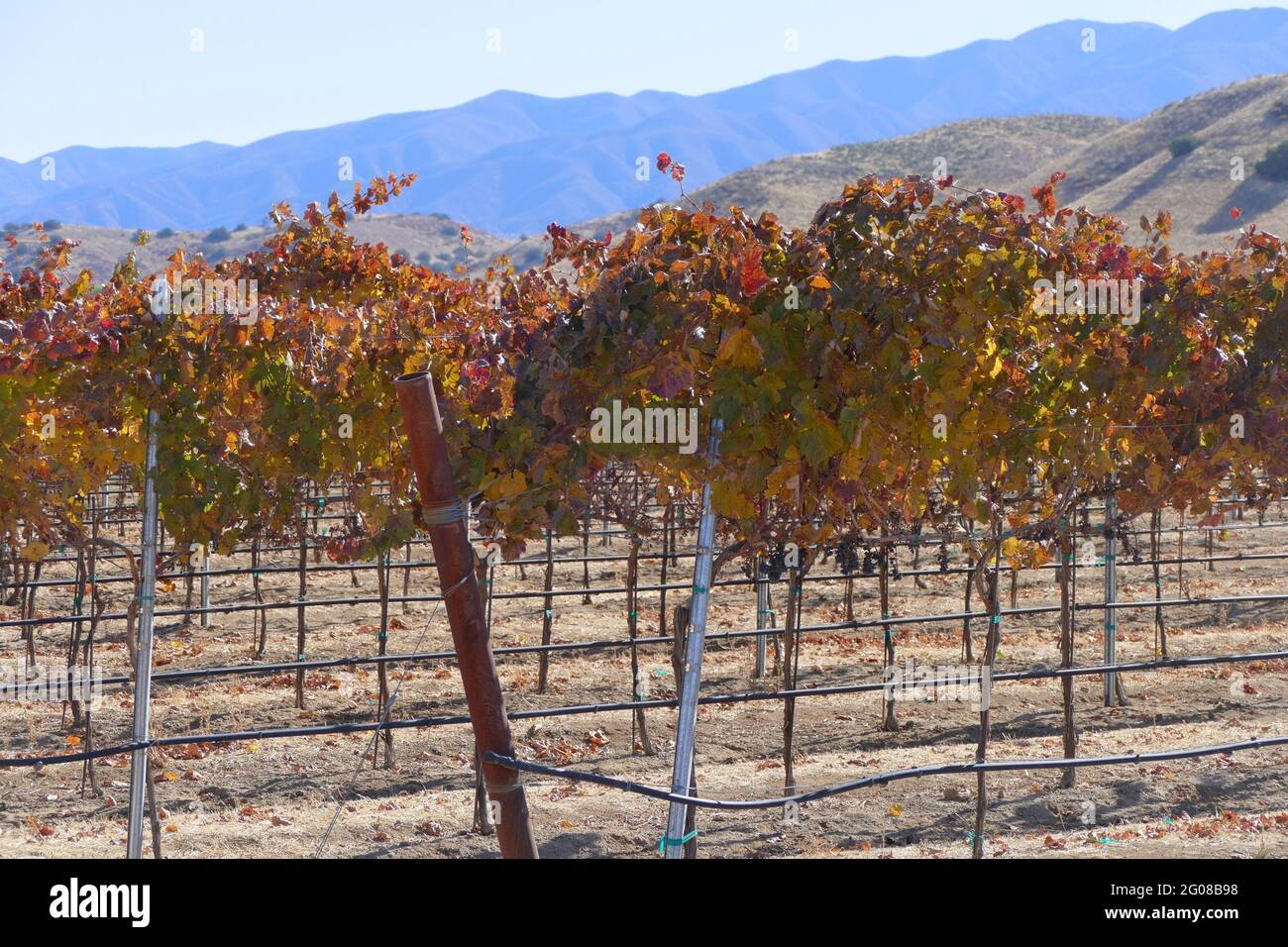 multi colored leaves on the grapevine Stock Photo - Alamy