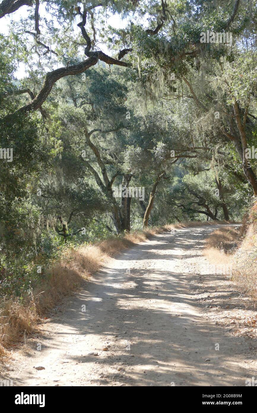 dirt road disappearing around the bend in the woods Stock Photo - Alamy