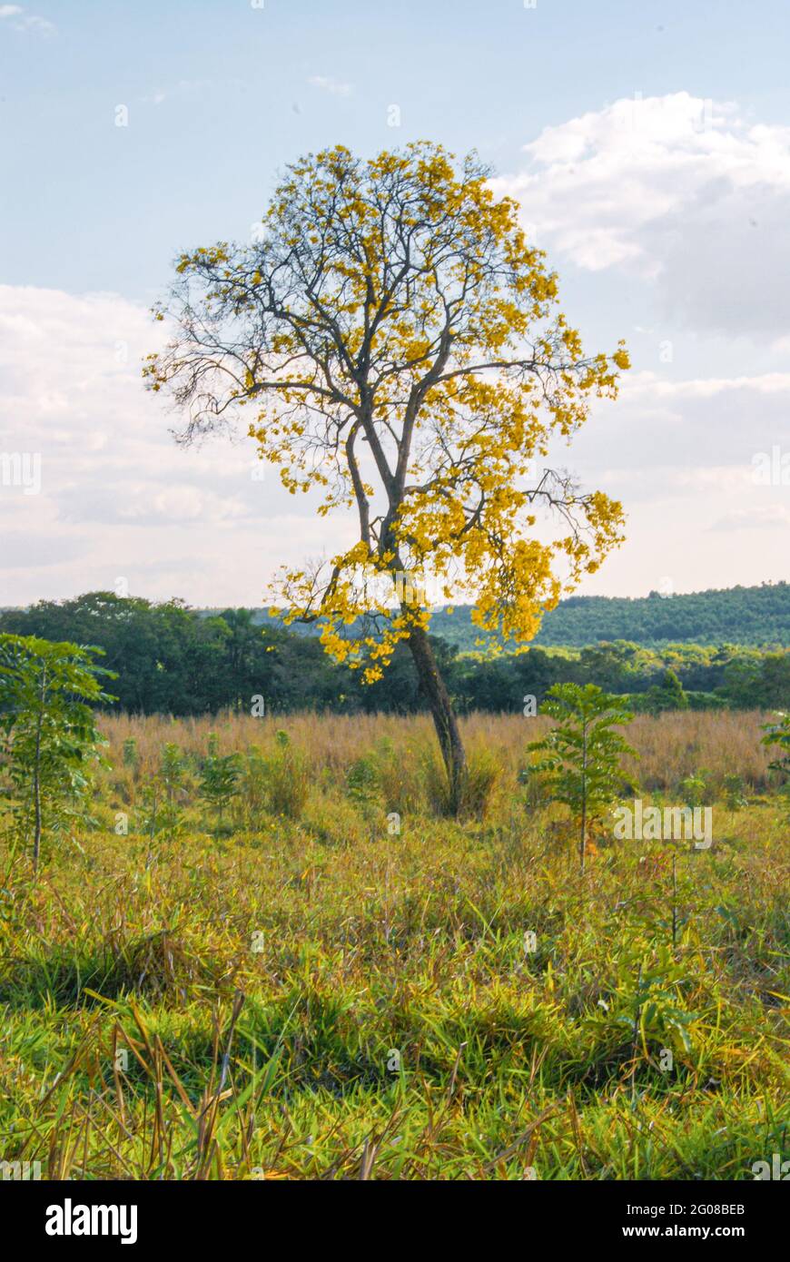 Only tree in the pasture with yellow flower Stock Photo - Alamy