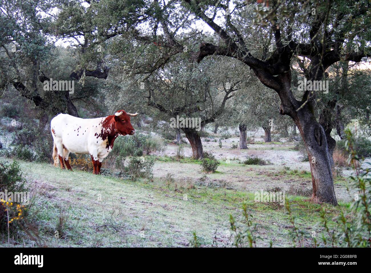 red and white berrenda cow without horns in the field of the Dehesa in ...