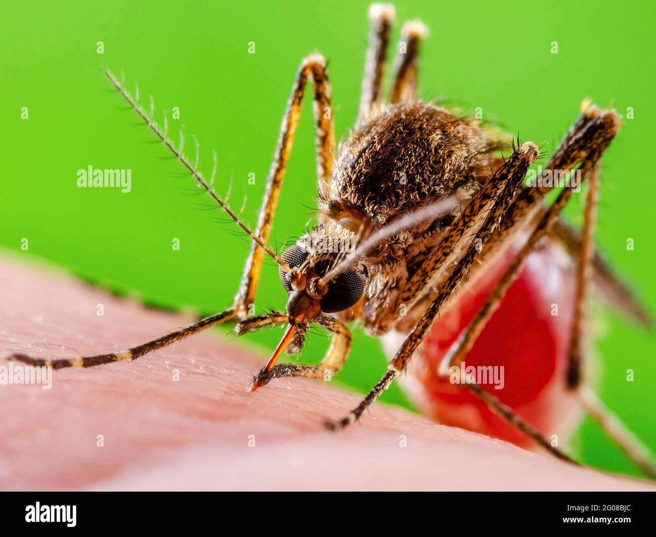 Malaria Infected Mosquito Bite on Green Background. Leishmaniasis ...
