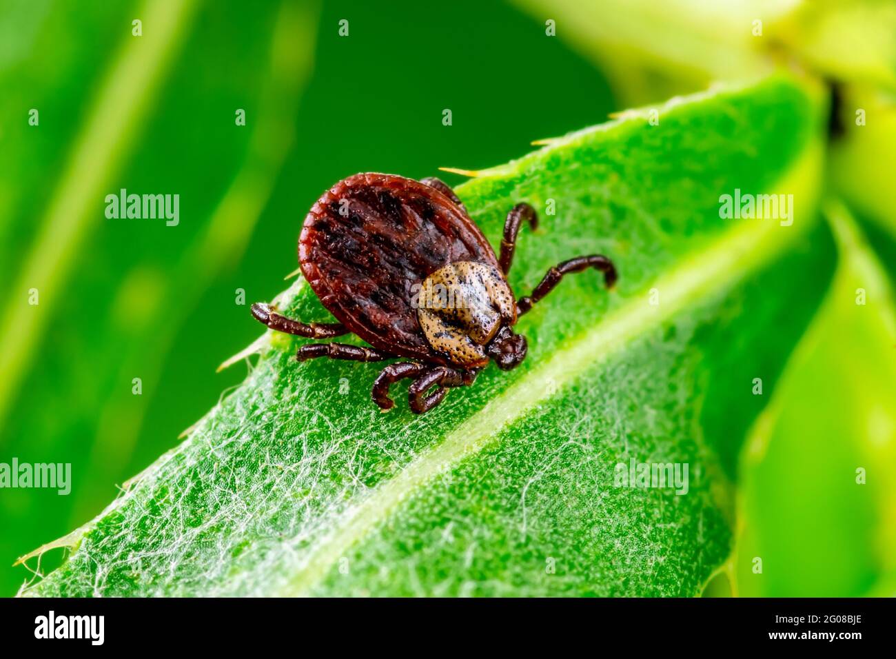 Tick borne encephalitis virus hi-res stock photography and images - Alamy