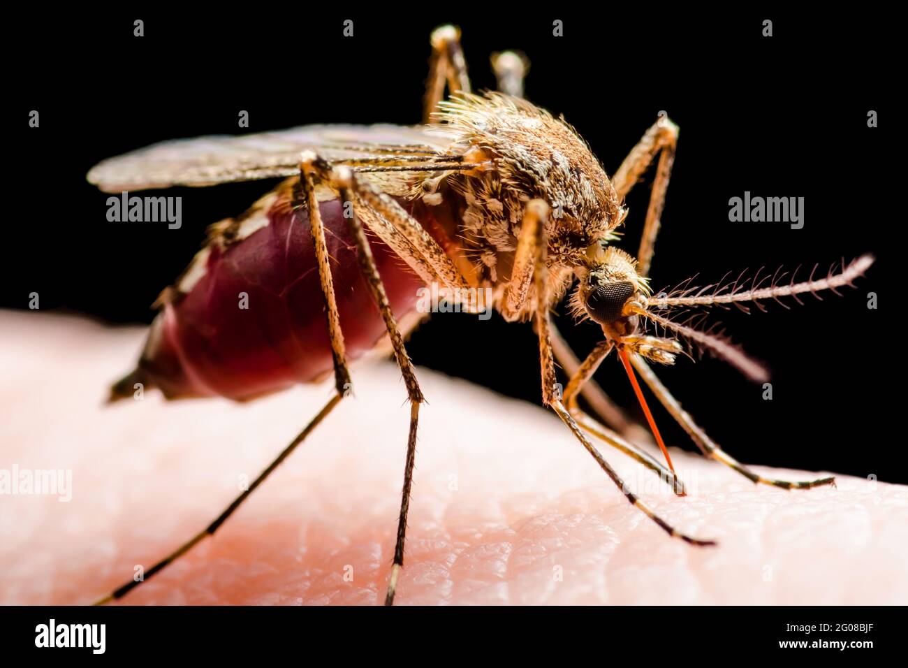 Molestus hi-res stock photography and images - Alamy