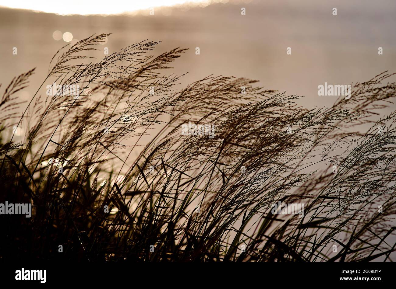 Swaying reeds hi-res stock photography and images - Alamy