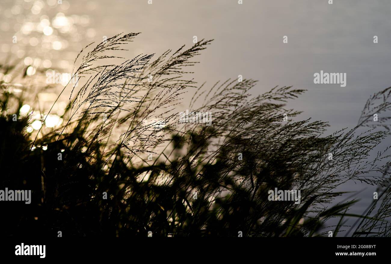 Dry reeds swaying in hi-res stock photography and images - Alamy