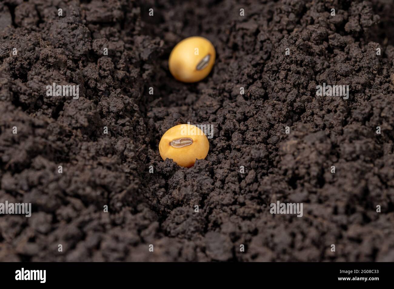 Closeup of soybean seed in soil. Concept of agriculture, farming and ...