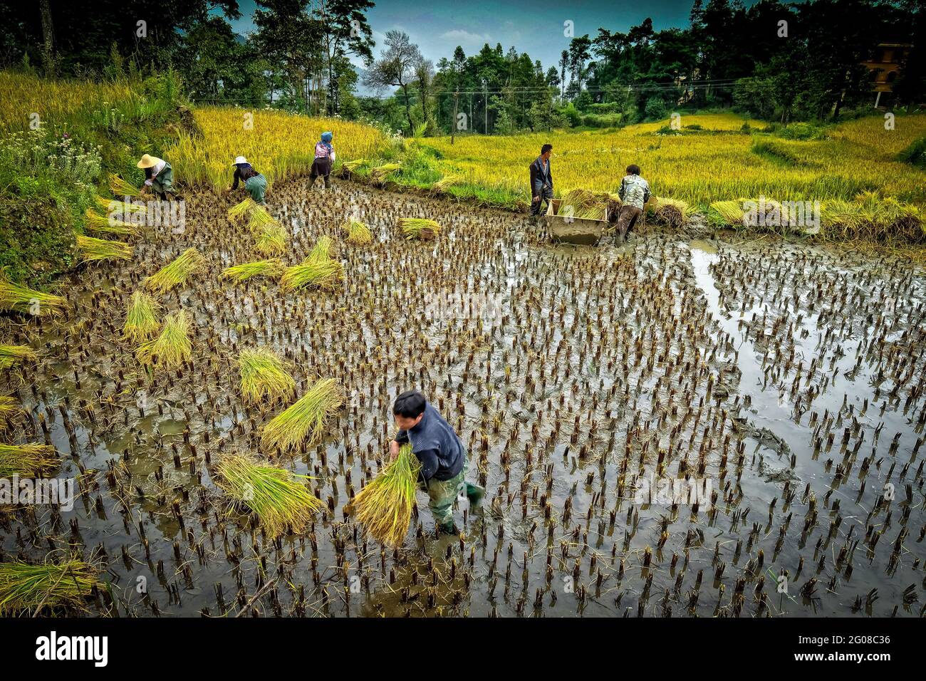 Amazing fields of rice a style of Agriculture in Yunnan Province south ...