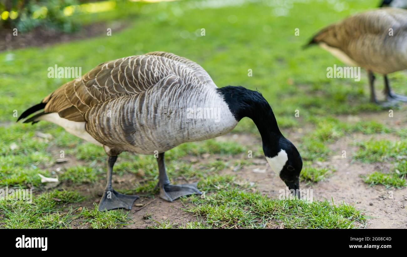 Alaskan goose hi-res stock photography and images - Alamy