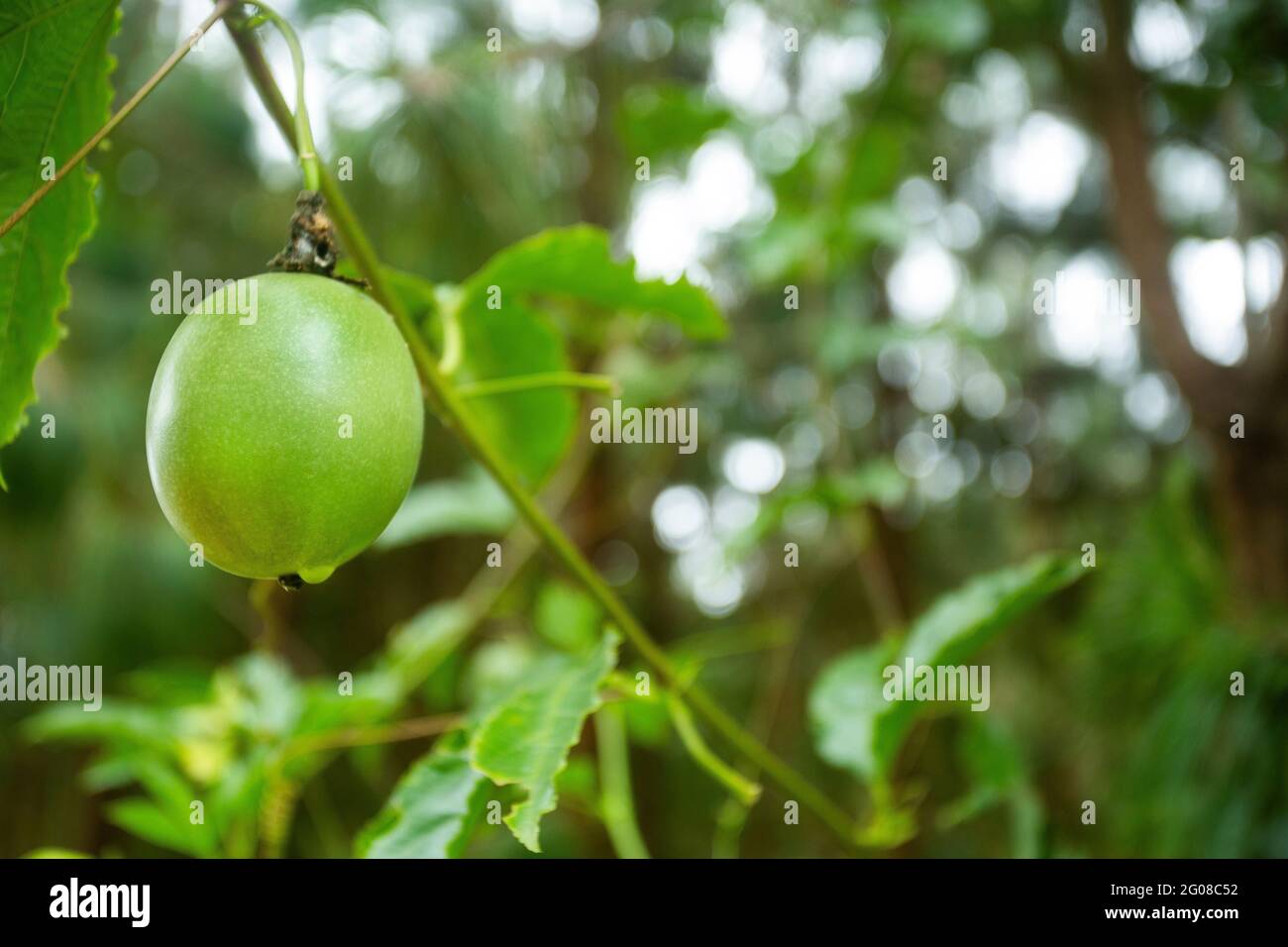 Fruit of the gulupa on the plant - Passiflora pinnatistipula Stock ...