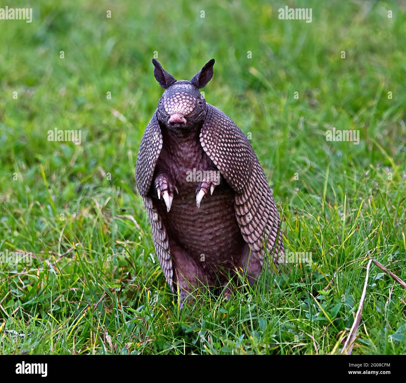 Armadillo Burrow High Resolution Stock Photography and Images - Alamy