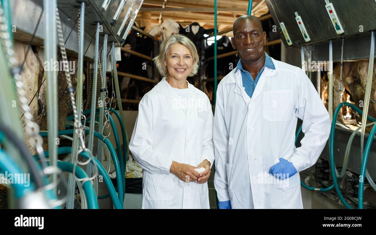 Two workers near milking line Stock Photo - Alamy
