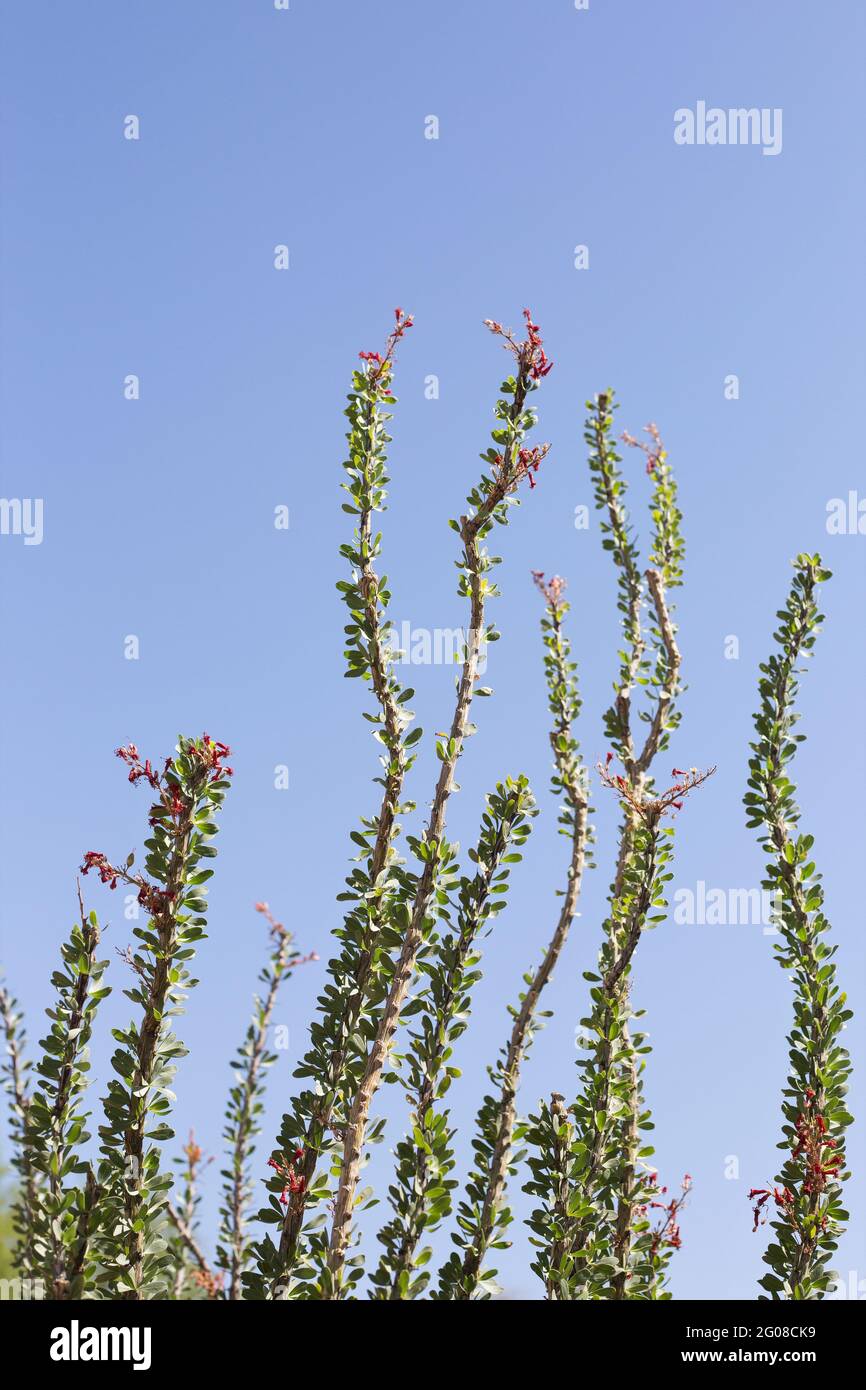 Fouquieria splendens hi-res stock photography and images - Alamy
