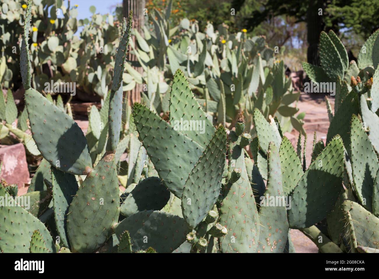 Phyllode Opuntia