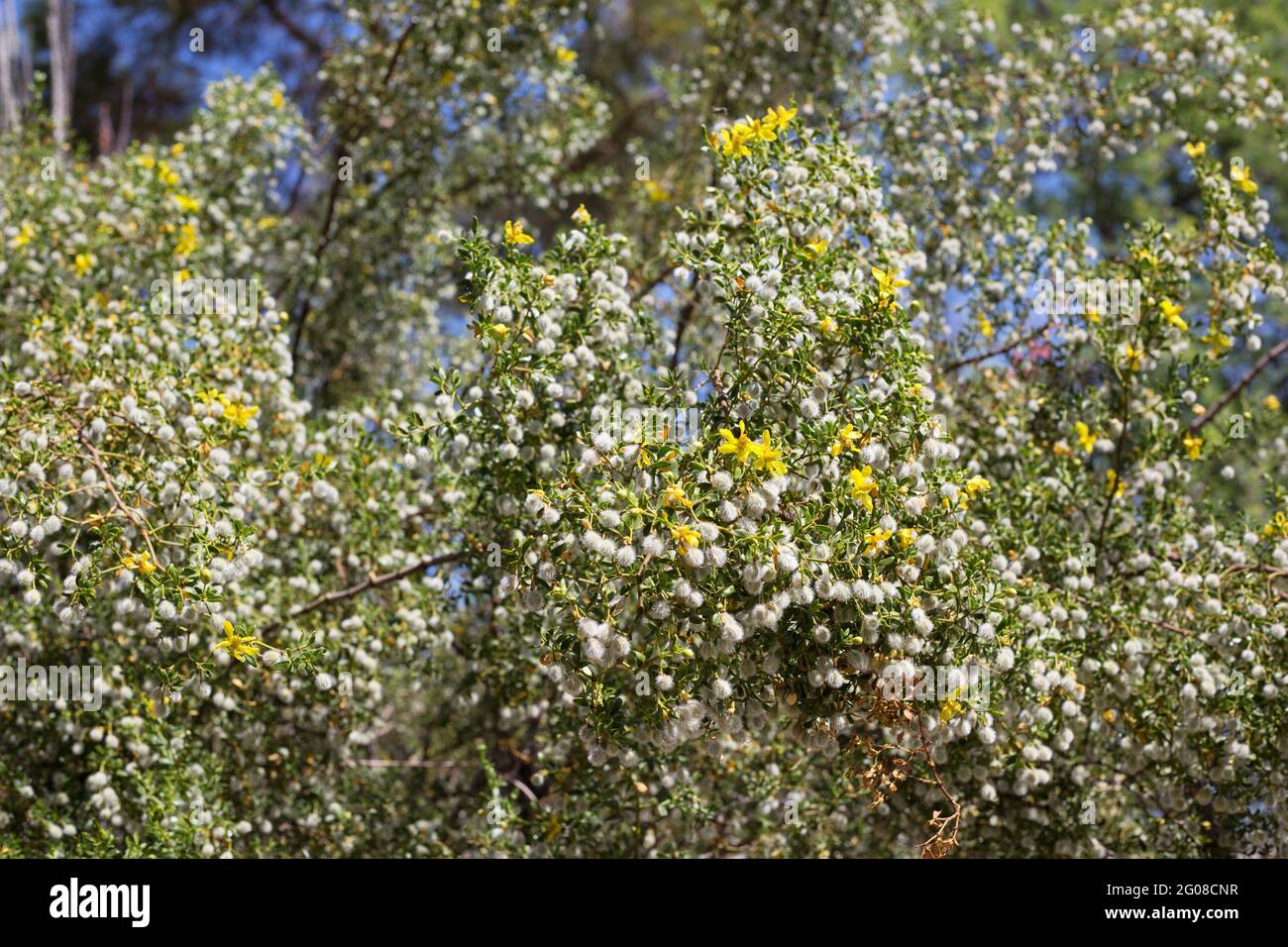 Larrea tridentata - creosote bush Stock Photo - Alamy