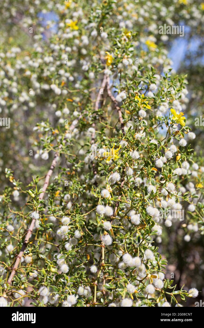 Larrea tridentata - creosote bush Stock Photo - Alamy