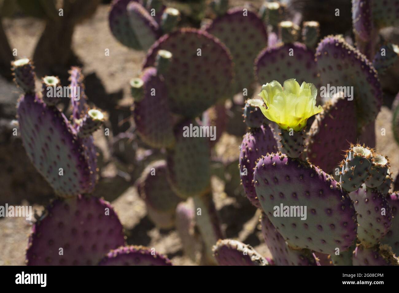 Pancake prickly pear cactus hi-res stock photography and images - Alamy