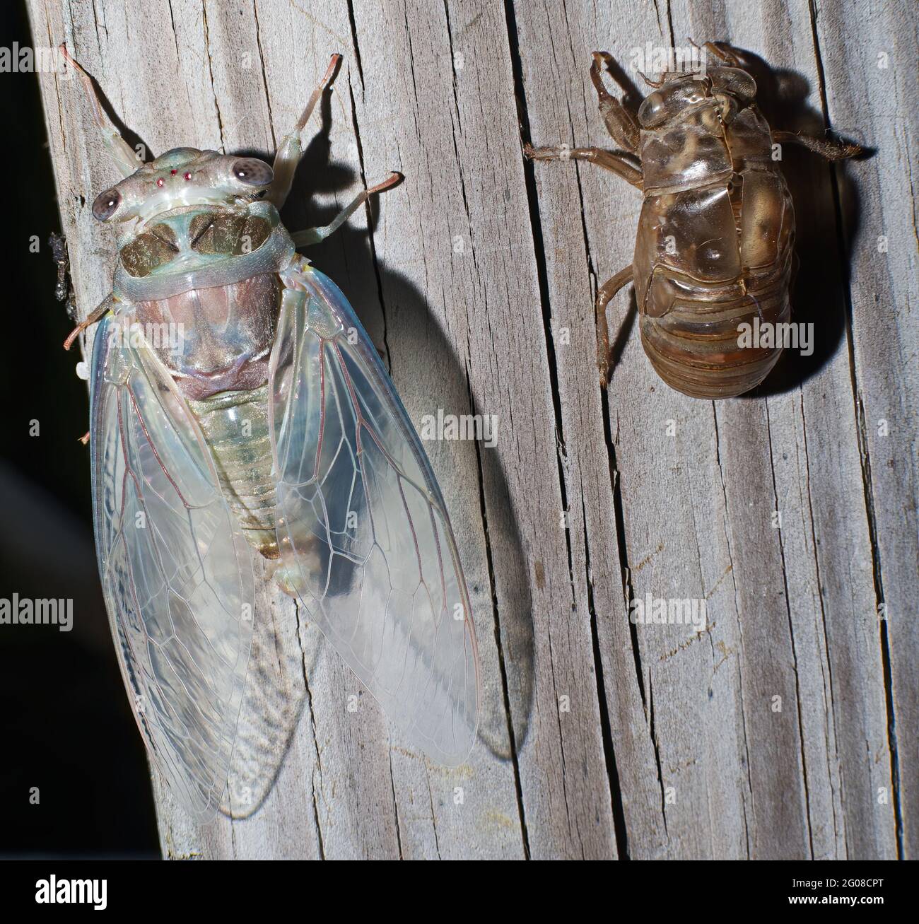 Cicada transformation hi-res stock photography and images - Alamy