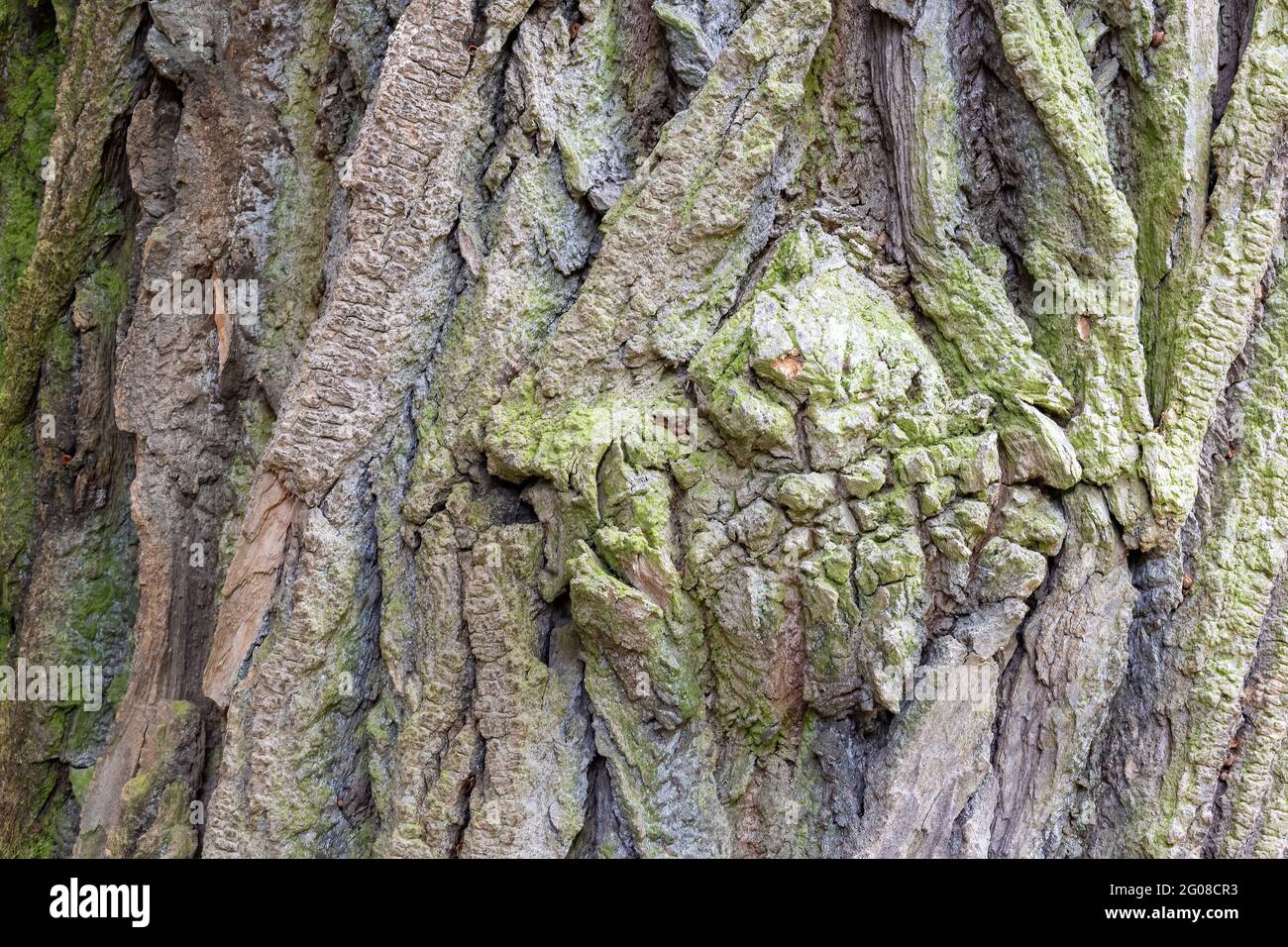 Closeup shot of an aged tree trunk texture - for backgrounds and ...