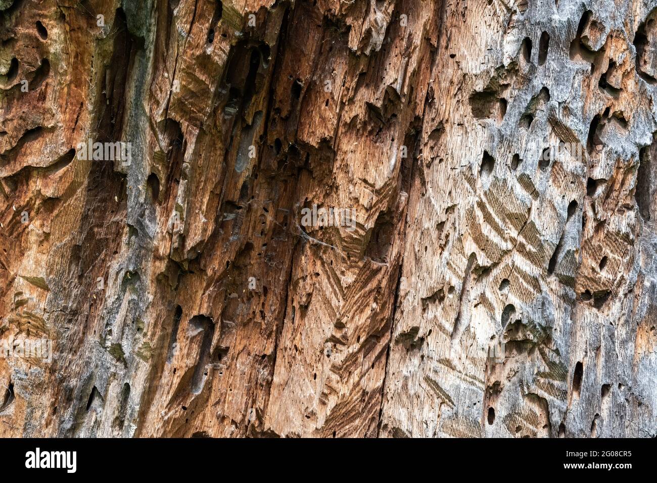 Closeup shot of an aged tree trunk texture - for backgrounds and ...