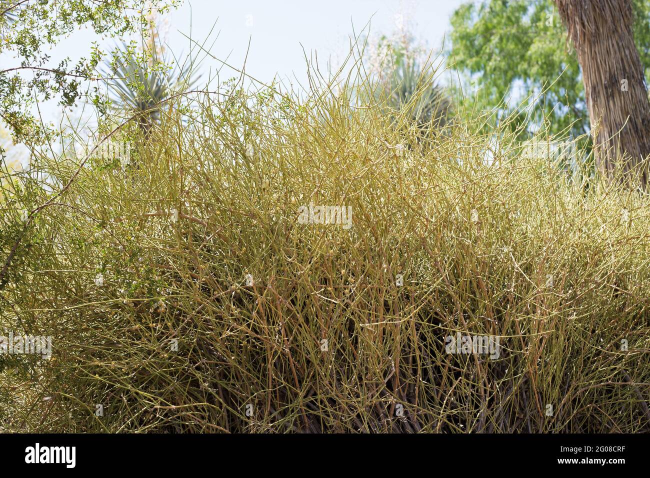 Ephedra viridis - Mormon tea plant Stock Photo - Alamy