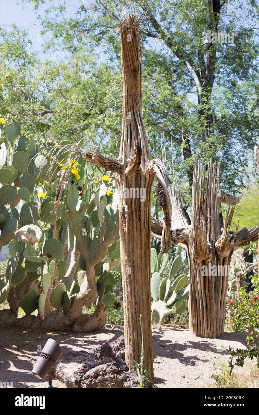 Dead saguaro skeleton hi-res stock photography and images - Alamy