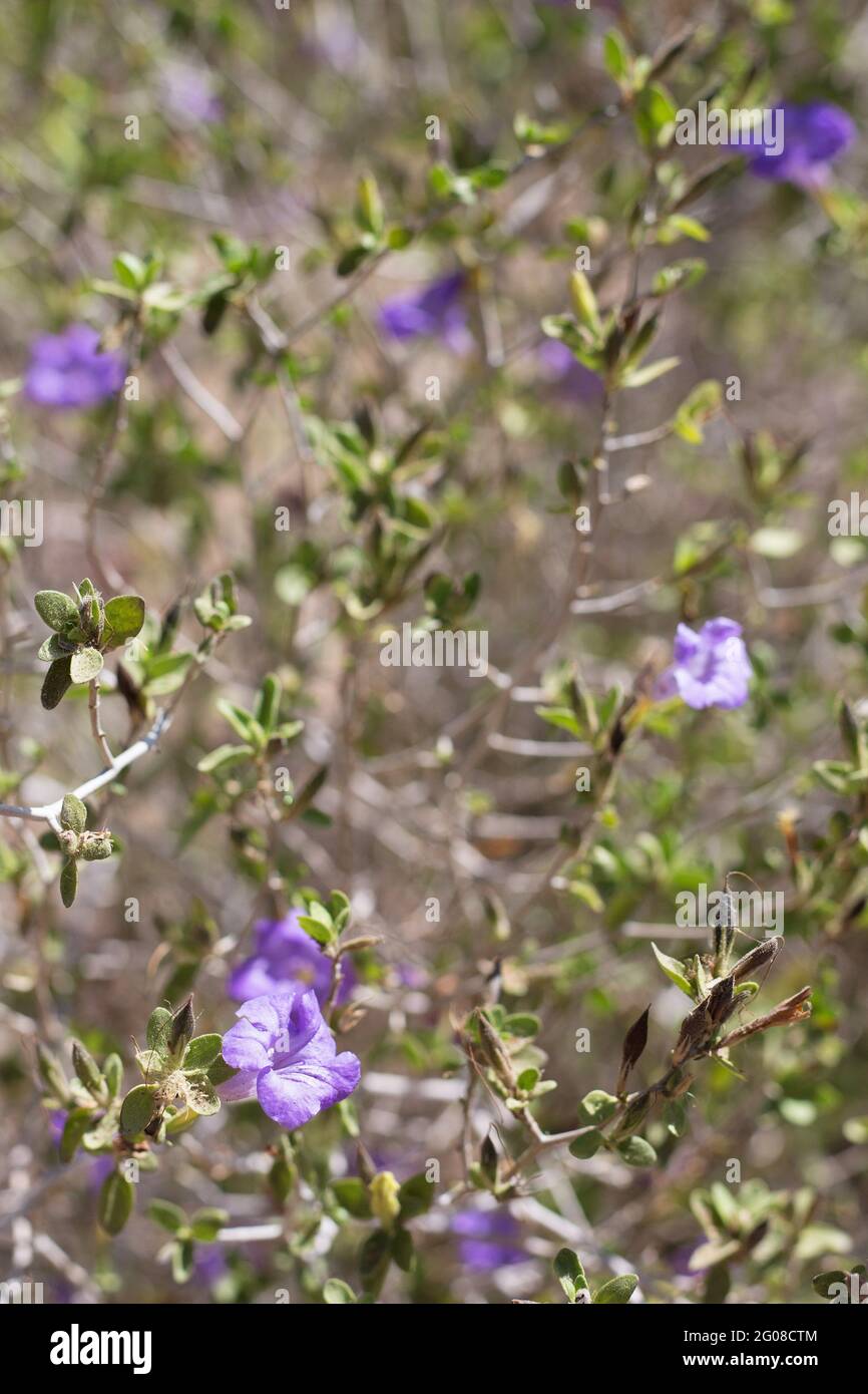 Porlieria angustifolia flowers Stock Photo - Alamy