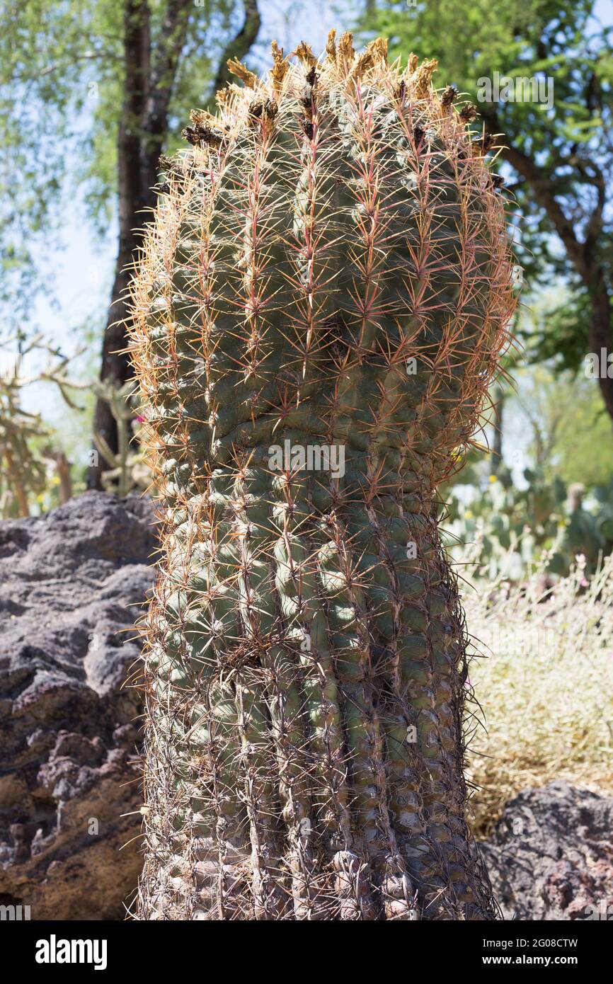 Ferocactus wislizeni - Arizona barrel cactus Stock Photo - Alamy