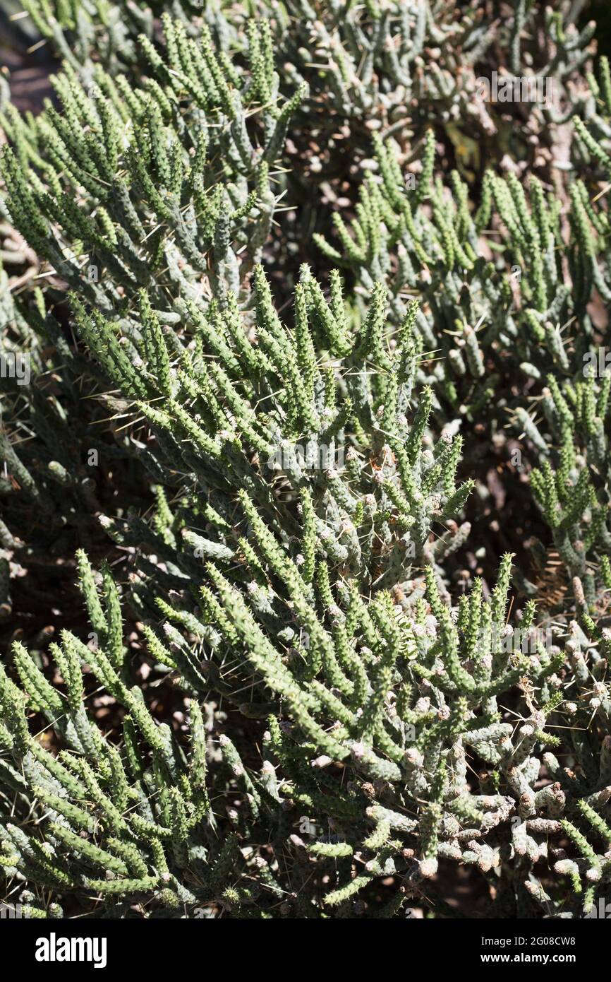 Diamond Cholla Cactus High Resolution Stock Photography and Images - Alamy
