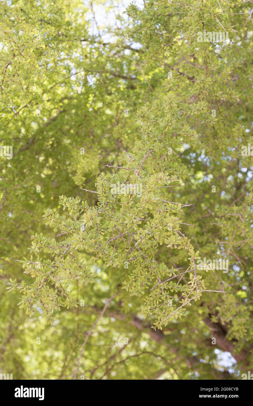 Condalia globosa tree Stock Photo - Alamy