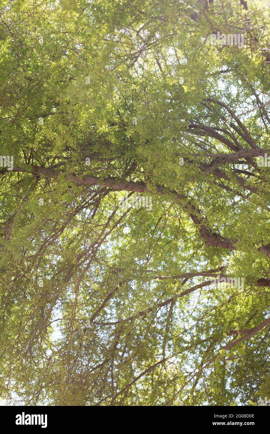 Condalia globosa tree Stock Photo - Alamy