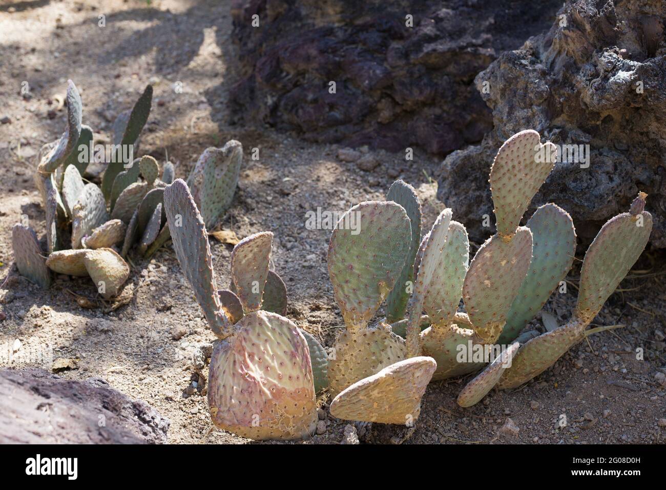 Opuntia basilaris - beavertail cactus Stock Photo - Alamy