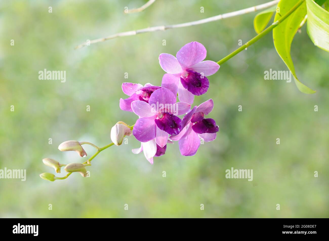 Lovely orchids hi-res stock photography and images - Alamy