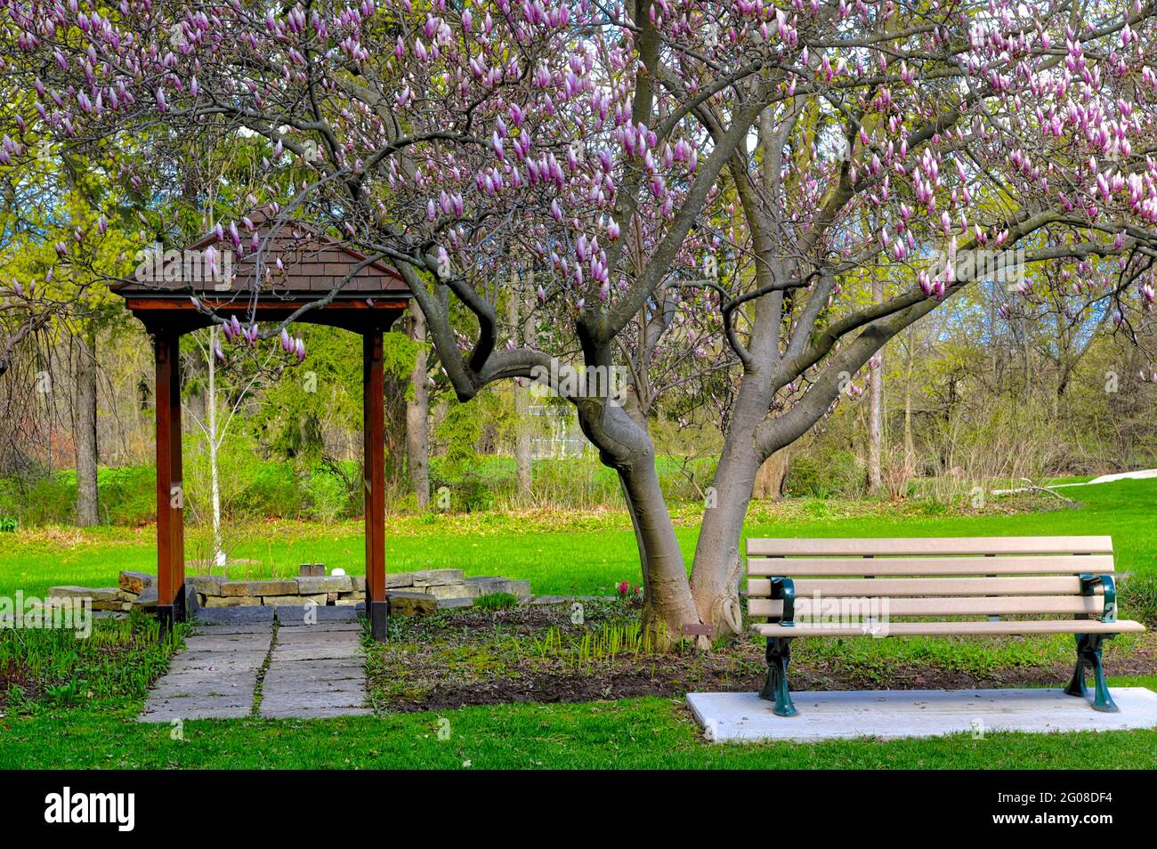 Park bench with a blossoming magnolia tree in a public park at ...