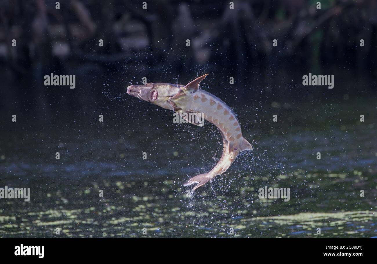 Jumping sturgeon hi-res stock photography and images - Alamy