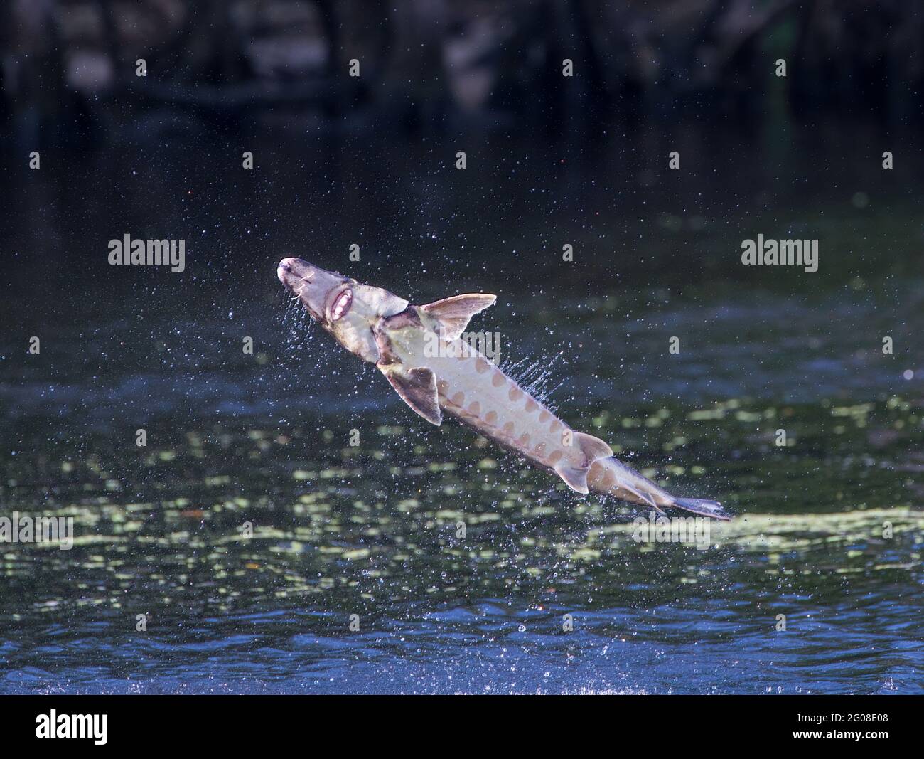 Gulf sturgeon hi-res stock photography and images - Alamy
