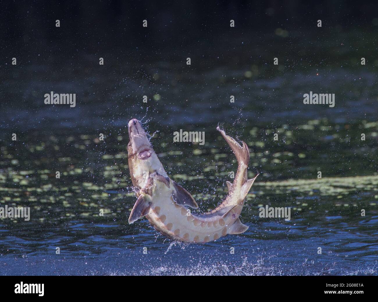 Jumping sturgeon hi-res stock photography and images - Alamy