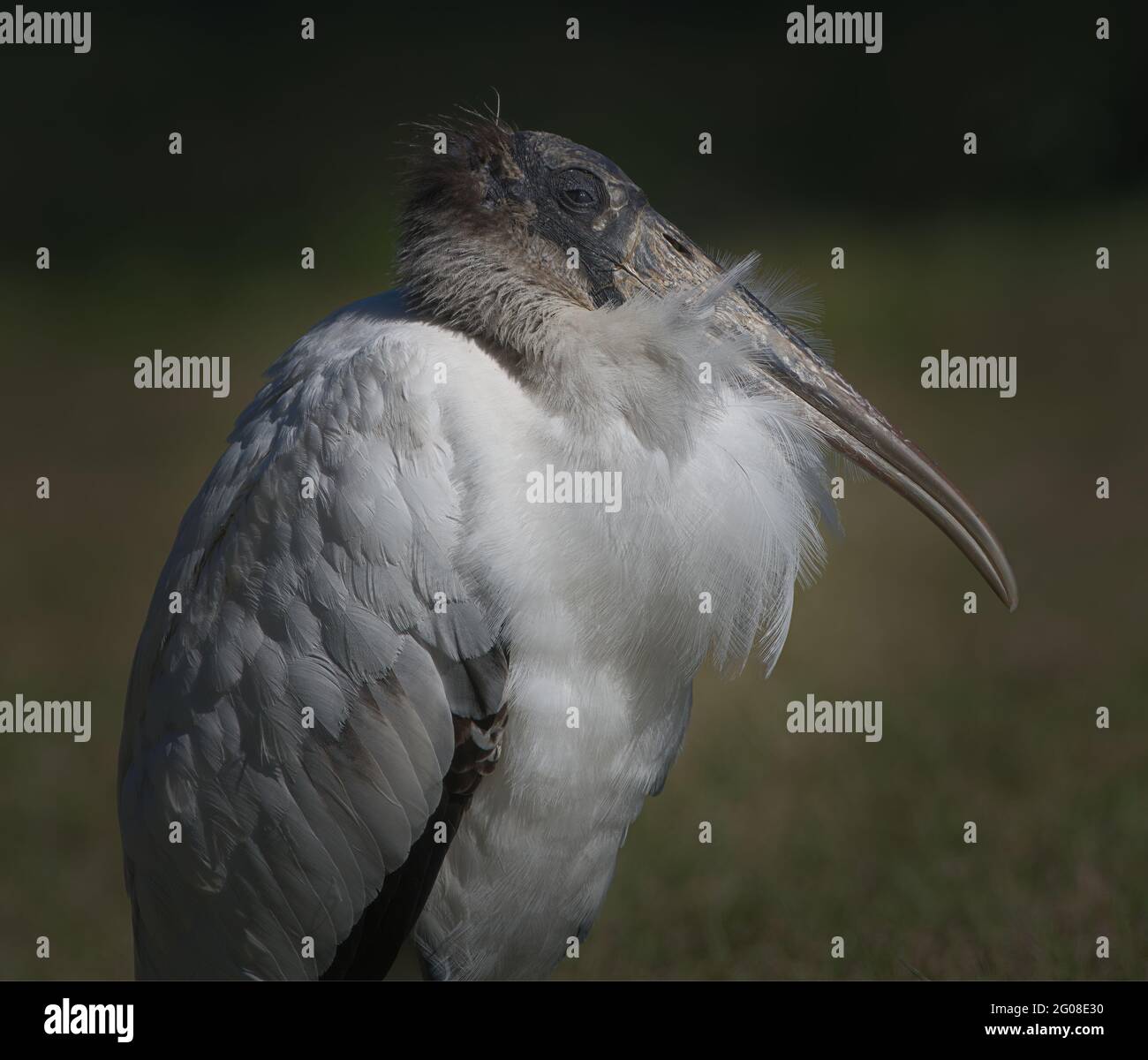 Prehistoric picture hi-res stock photography and images - Alamy