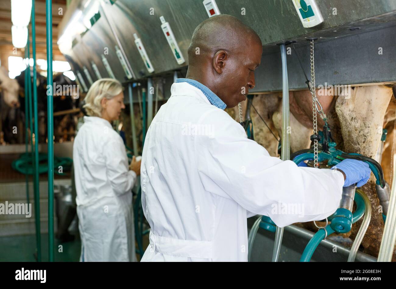 Farm milkmaids man and female with modern cow milking machines Stock ...